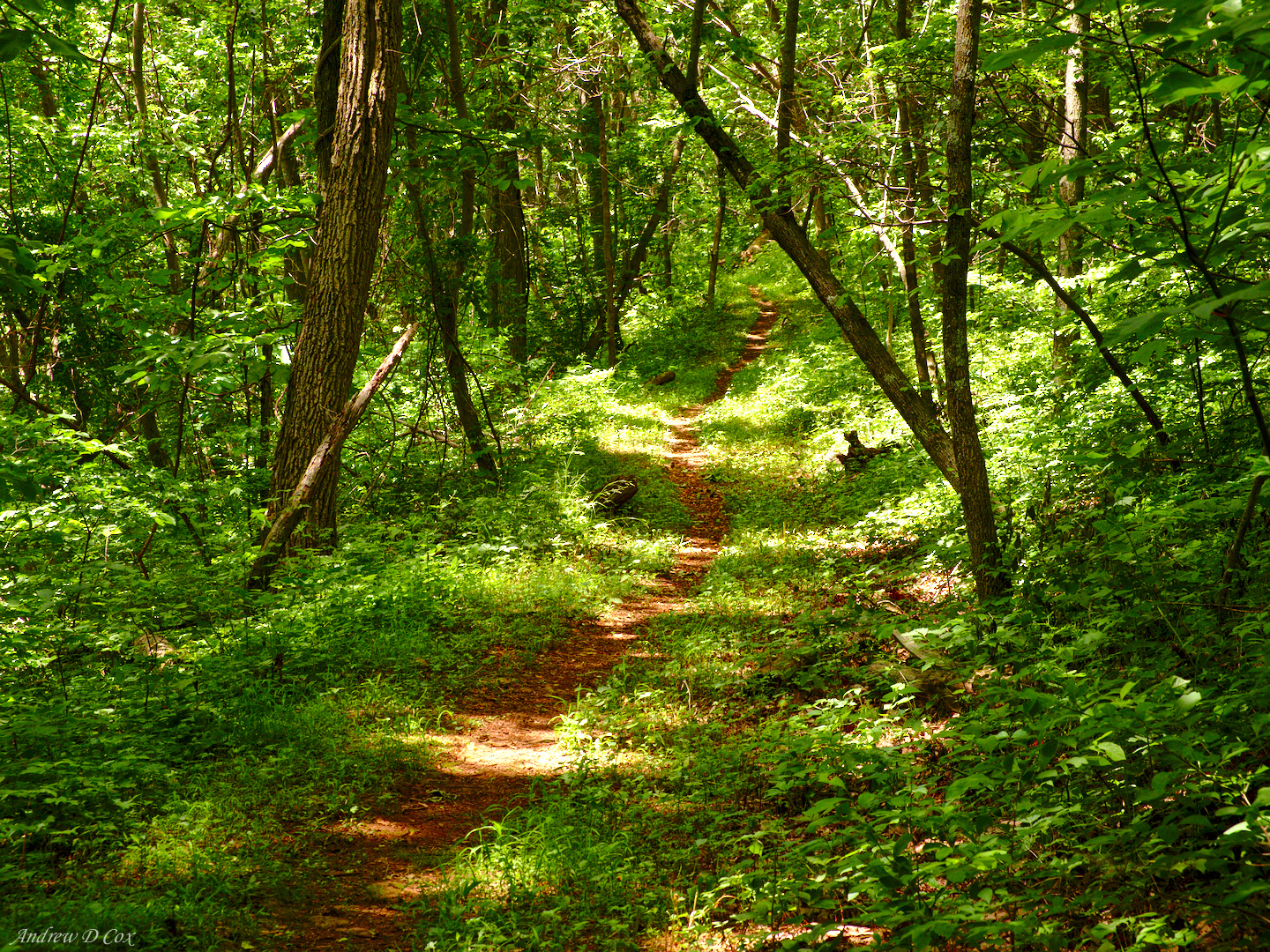 Shenandoah Piney Ridge Loop - Backcountry Sights