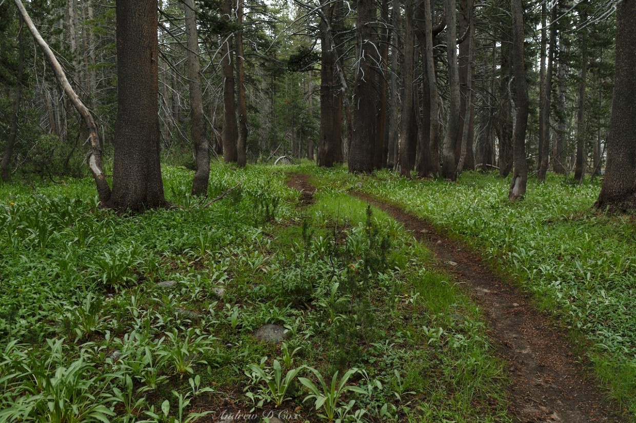 Pine Creek to Piute Pass Thru Hike | Backcountry Sights