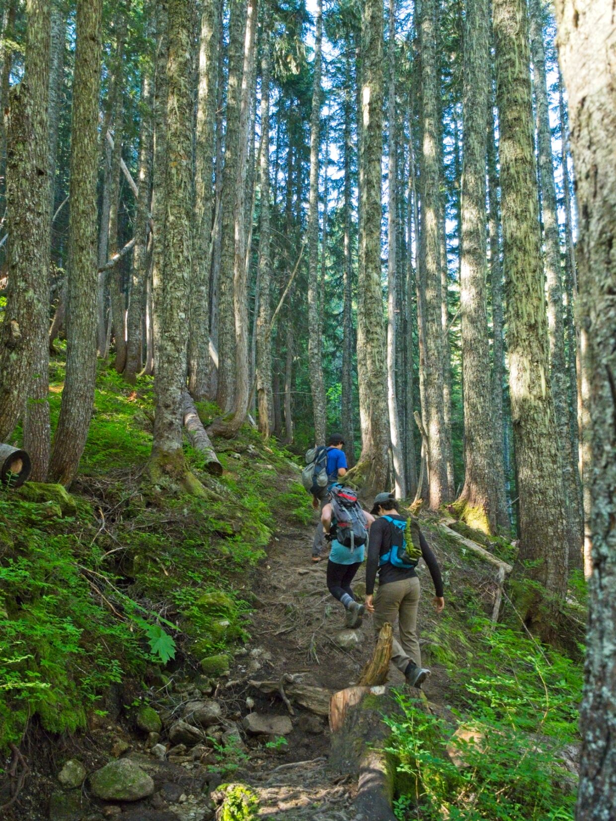 Hidden Lake Lookout Hike - Backcountry Sights