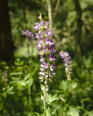 Sierra High Route: A First Taste - Backcountry Sights